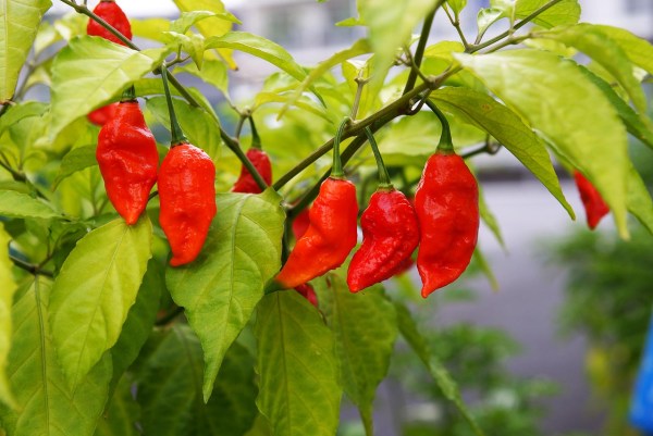 Meet the Chilli King from North-East India – Storytellers of Wonder