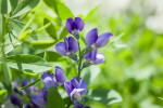 Indigo- The story of India’s Blue Gold – Storytellers of Wonder