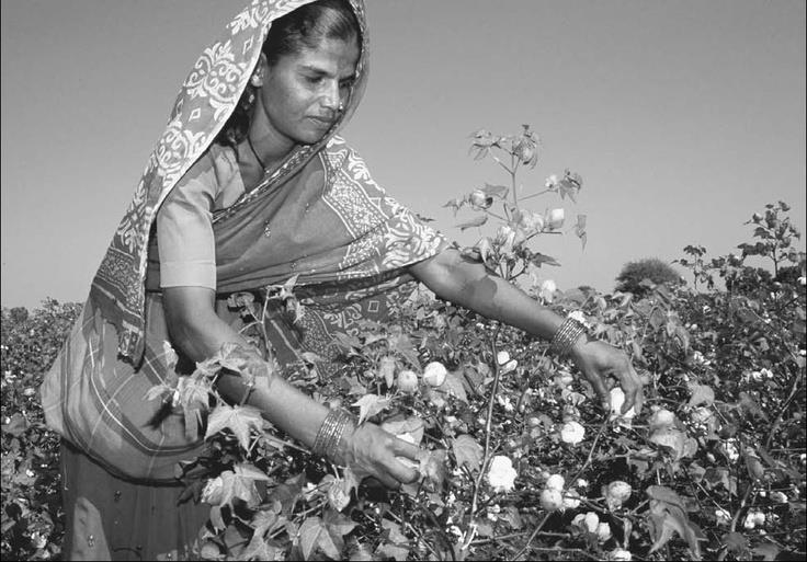 The Fabric of Us: Cotton in the Story of India – Storytellers of Wonder